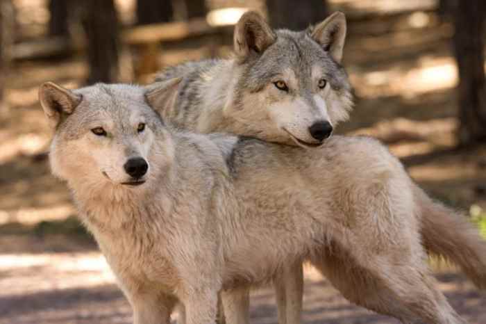 The 25 Wolves of the World - HubPages