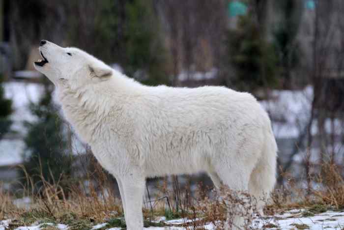 The 25 Wolves of the World - HubPages