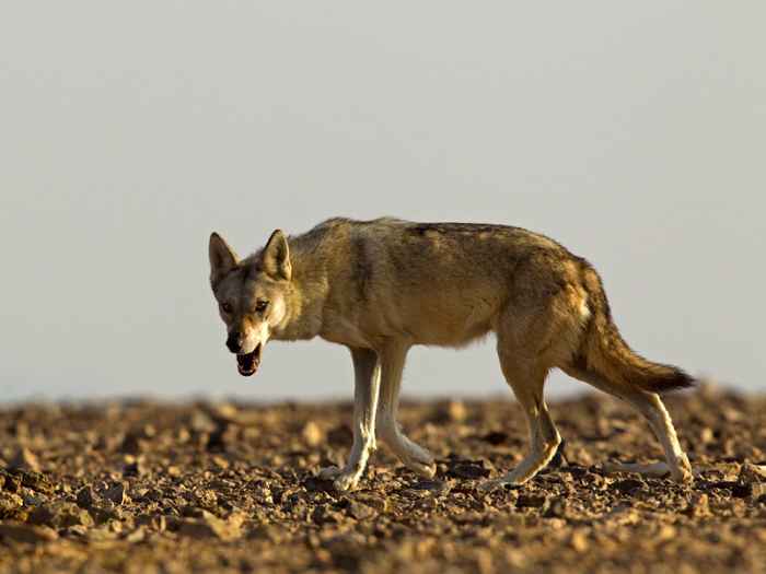The 25 Wolves of the World - HubPages