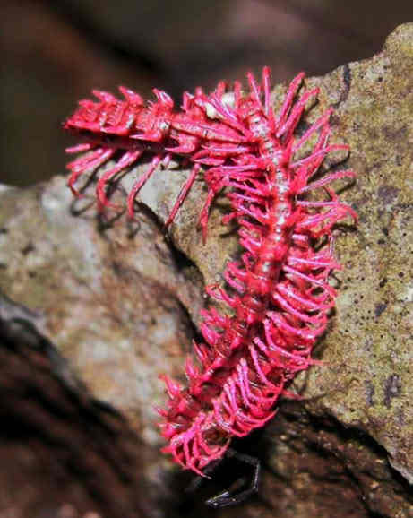 25 Most Amazing and Unusual Animal Abilities and Behaviors - HubPages