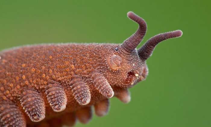 25 Most Amazing and Unusual Animal Abilities and Behaviors - HubPages