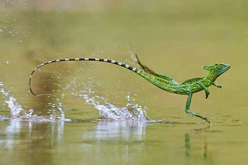 25 Most Amazing and Unusual Animal Abilities and Behaviors - HubPages