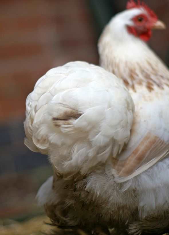 Cochins: The Round, Fluffy Chickens - HubPages