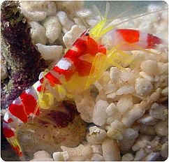 Pistol Shrimp - Facts On The Fascinating Pistol Shrimp - HubPages