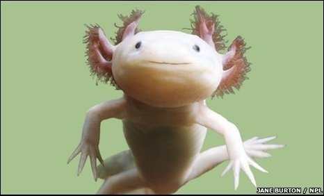 Weird Animals - the Wooper Rooper - Axolotl - HubPages