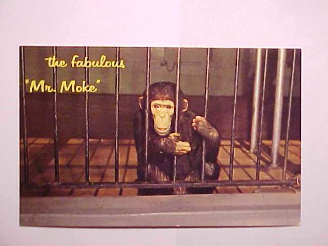Mr Moke the Talking Chimpanzee - HubPages