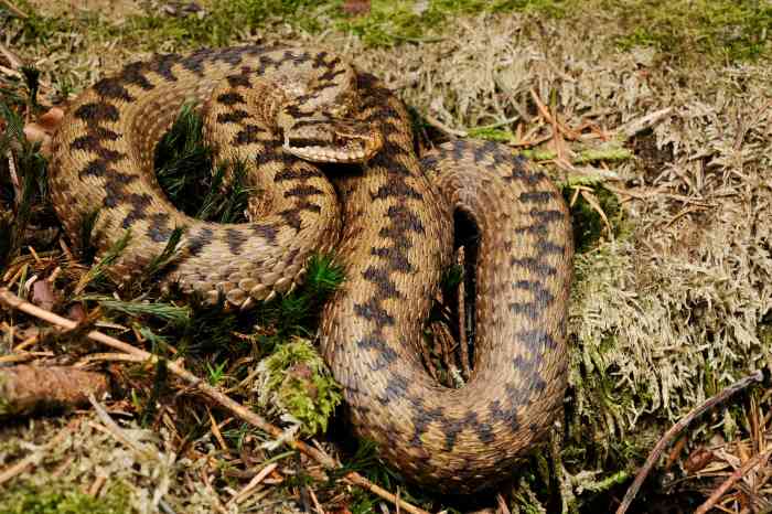 The World's Deadliest, Most Dangerous Snakes to Humans - HubPages