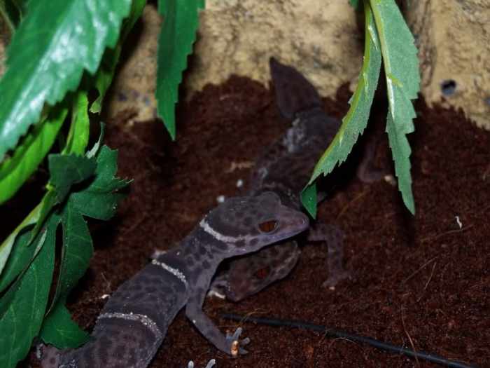 Caring for Cave Geckos - HubPages