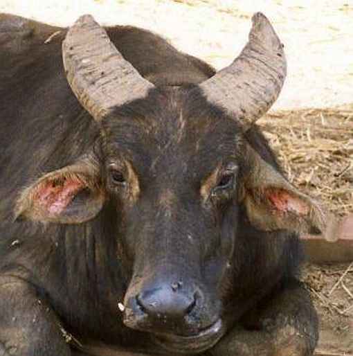 The Philippine Wildlife :: Rare Animals in the Philippines - HubPages