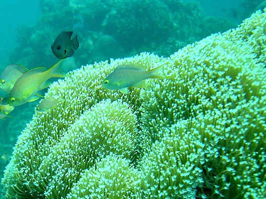 Living Spineless: Types of Invertebrate Animals - HubPages