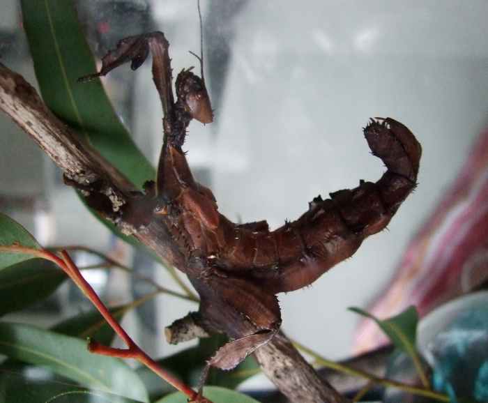 Keeping Spiny Leaf Insects as Pets: Phasmid Facts and How to Care for ...