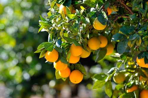 The Secret Story of the Common Orange: History, Types and Recipes ...