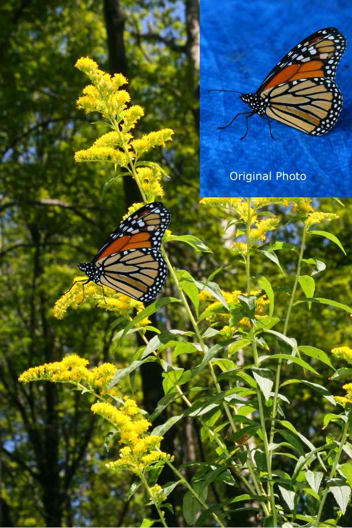 How to Do Chroma Key in Gimp: A Gimp Tutorial on Changing a Photo Background - HubPages