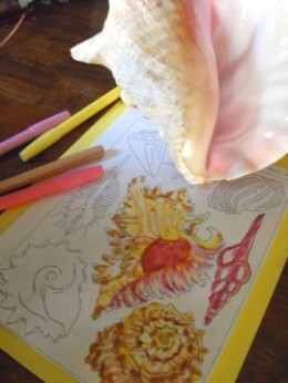 Coloring Pages by Ernst Haeckel - HubPages