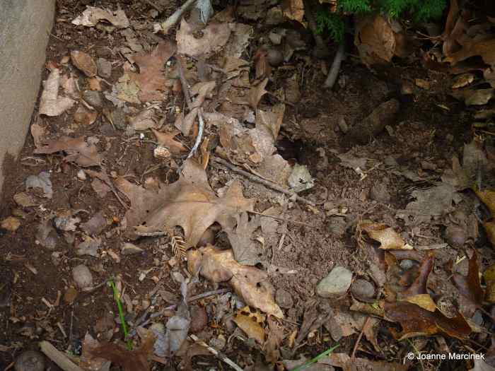 How to Get Rid of Chipmunks in my garden - HubPages