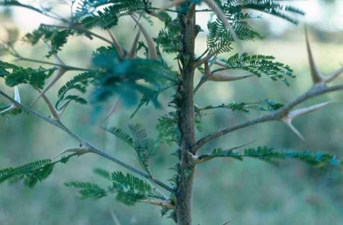 The Bullhorn Acacia, Acacia cornigera, and Its Fearless Allies - HubPages