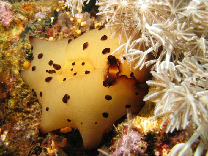 Beautiful Nudibranchs: Colorful Sea Slugs - HubPages