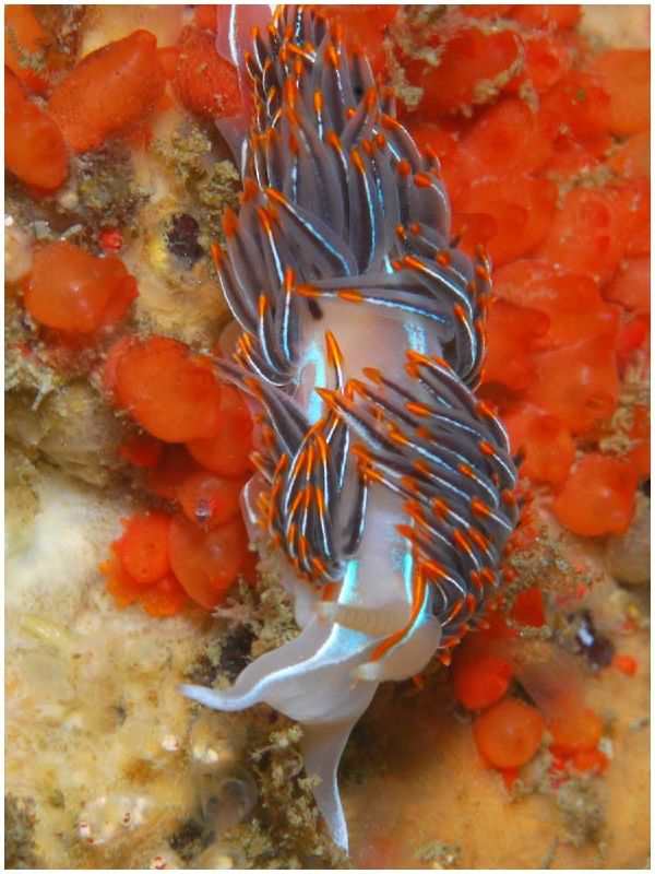 Beautiful Nudibranchs: Colorful Sea Slugs - HubPages