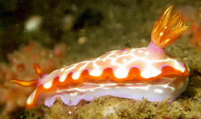 Beautiful Nudibranchs: Colorful Sea Slugs - HubPages