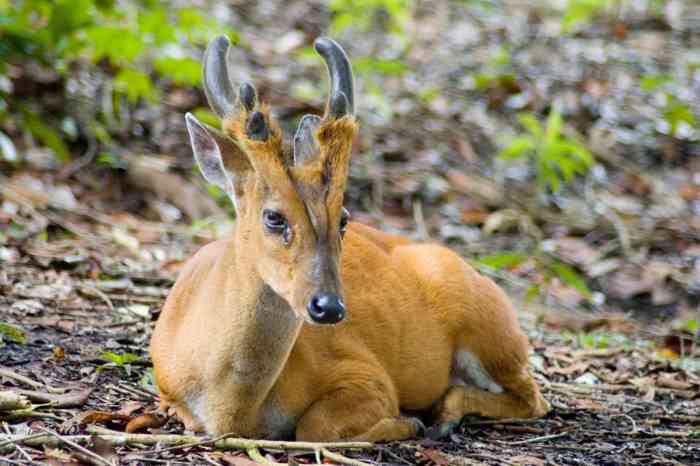My Weird Pet: A Muntjac, [Almost] the World's Smallest Deer (So Cute ...