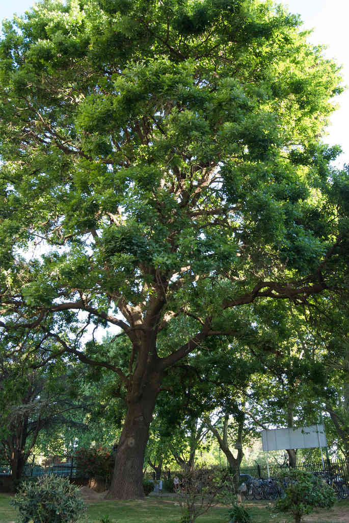 National Symbols Of United States Of America - HubPages