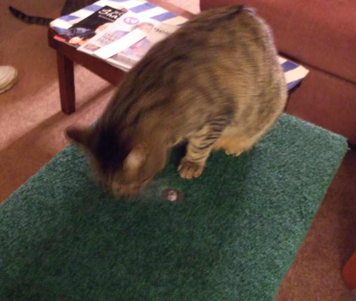 Easy How To Enlarge The Top Platform On Cat Tower - HubPages