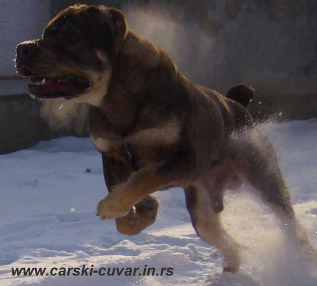 The Serbian Defense Dog, aka the Serbian Defence Dog - HubPages