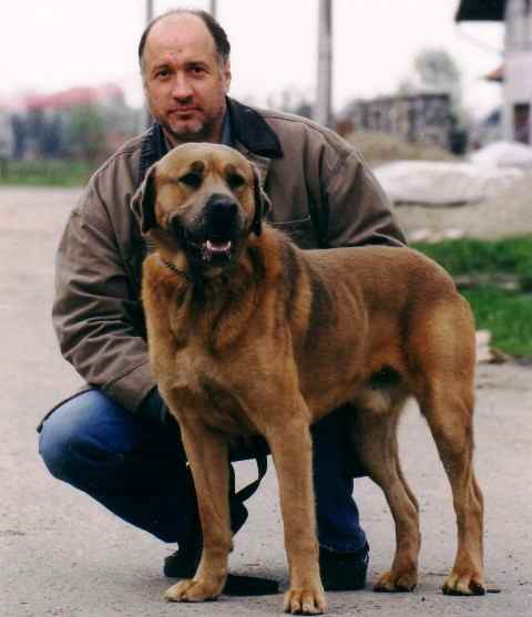 The Serbian Defense Dog, aka the Serbian Defence Dog - HubPages