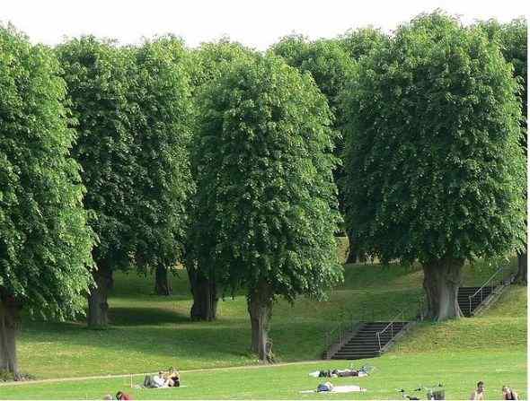 Pollarding Trees - HubPages
