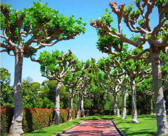 Pollarding Trees - HubPages