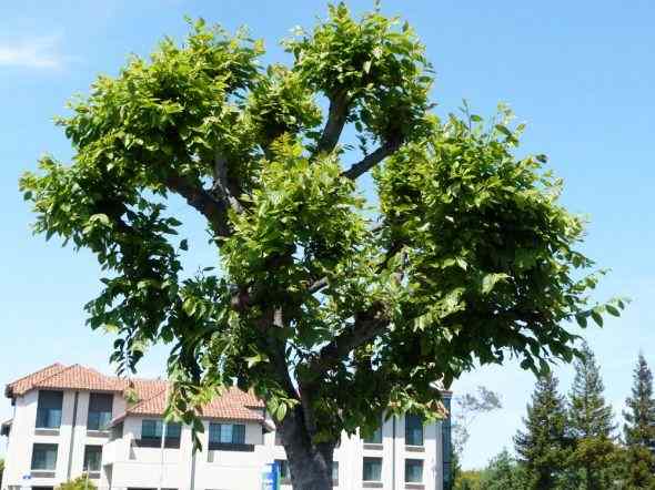 Pollarding Trees - HubPages