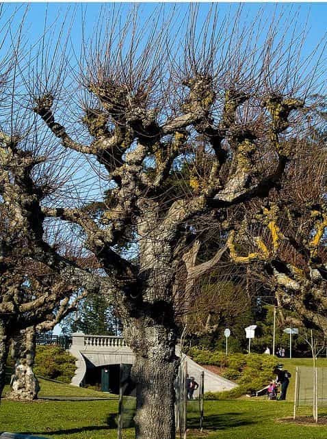 Pollarding Trees - HubPages