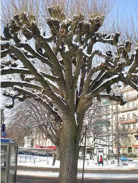 Pollarding Trees - HubPages