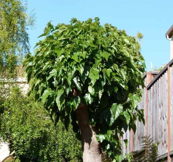 Pollarding Trees - HubPages