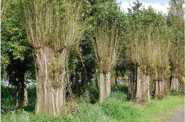 Pollarding Trees - HubPages