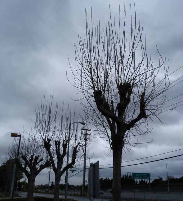 Pollarding Trees - HubPages