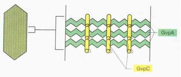Bacterial Intracellular Structures That Give Bacteria/Prokaryotes an ...
