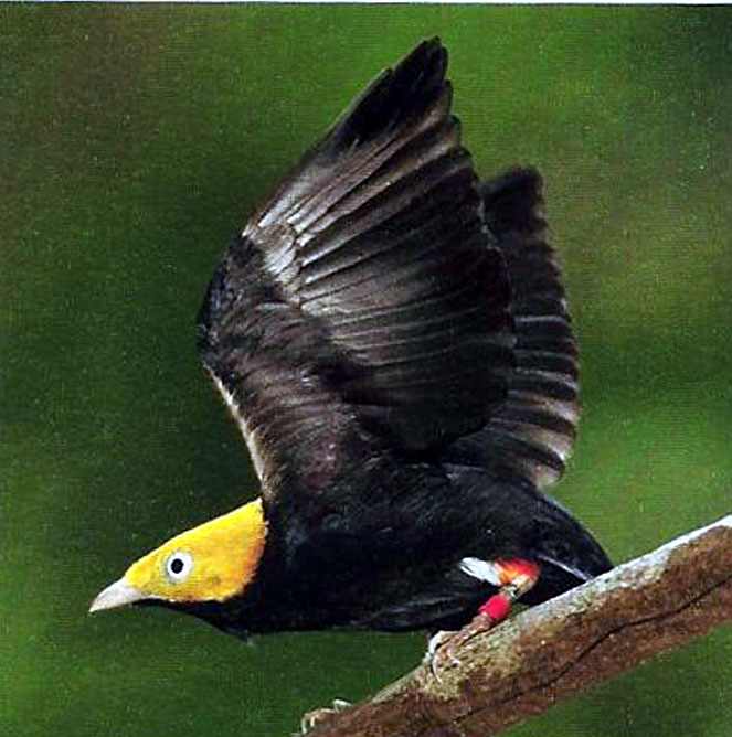 Birds - The Manakin - HubPages