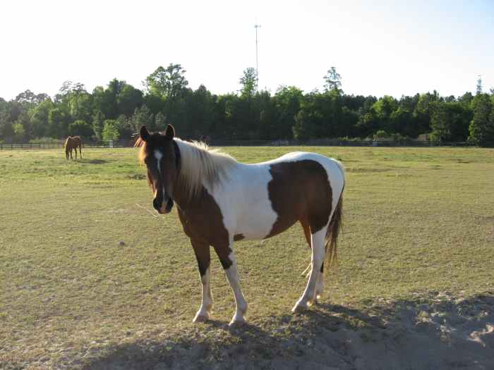 Where to Find Free and Cheap Horses for Adoption - HubPages