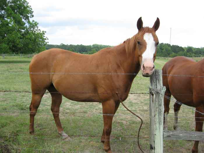 Where to Find Free and Cheap Horses for Adoption - HubPages