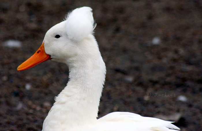 Popular Domestic Duck Breeds - HubPages