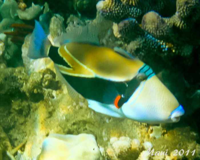 Humuhumunukunukuapua'a Facts: Hawaii's State Fish (with Pictures ...