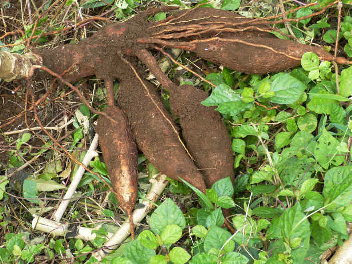 Traditionally Prepared Cassava - HubPages
