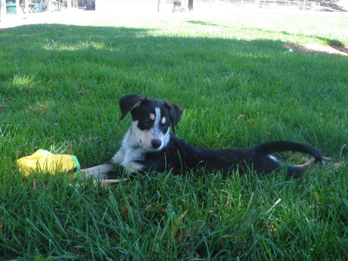 Smooth Coated Tri-Colored Border Collie Dogs - HubPages