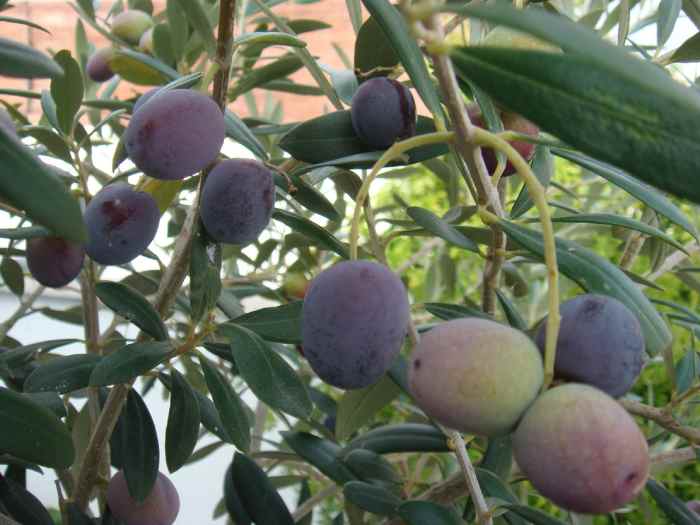 How to Prepare and Season Home Grown Olives - HubPages