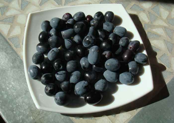 How to Prepare and Season Home Grown Olives - HubPages