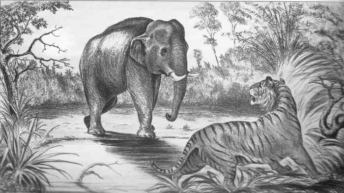 Creative Writing Prompts for Jungle Stories - HubPages