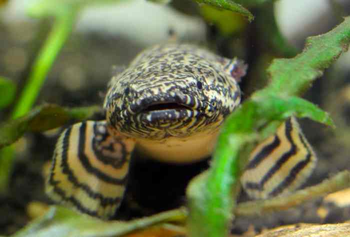 Leopard Bichirs: A Journey Through Time in Your Aquarium - HubPages