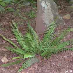 Native New England Plants in Our Woodland Garden - HubPages