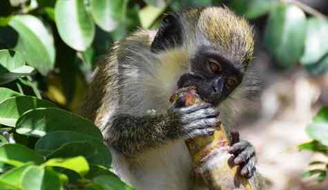 Facts about the Monkeys on the Island of Saint Kitts - HubPages